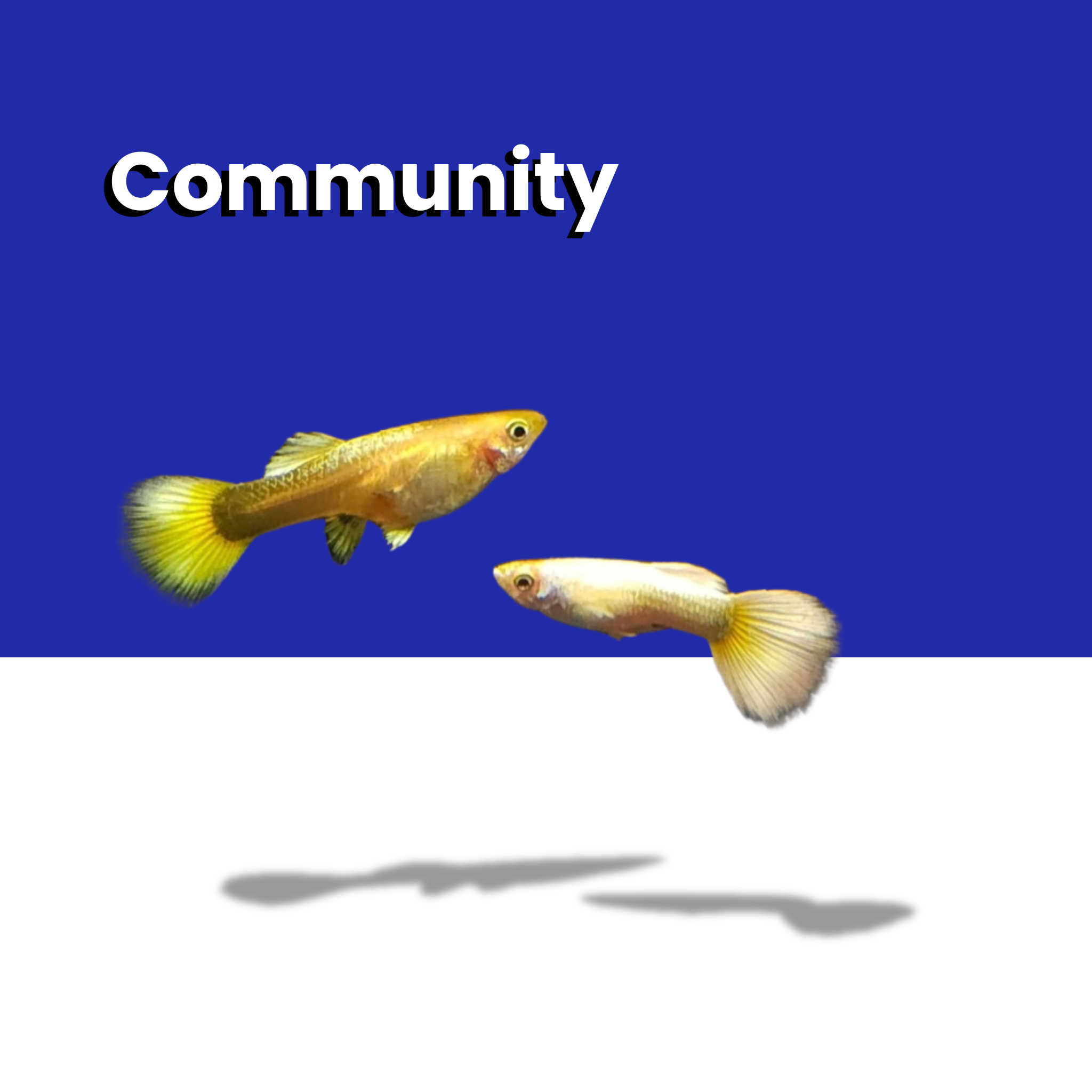 Community Fish - Peaceful Freshwater Species – Ripple Effect Aquatics